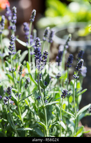 Gardens with the flourishing lavender Stock Photo - Alamy