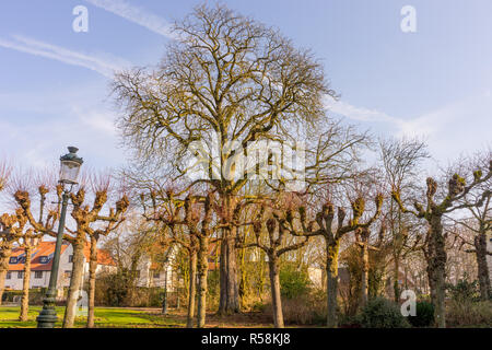 Belgium, Bruges, old barren tree Stock Photo - Alamy
