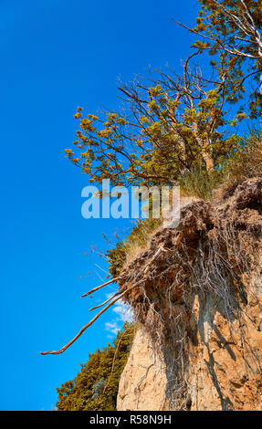 Roots from the trees on the Baltic Sea cliff at the Baltic Sea Stock ...