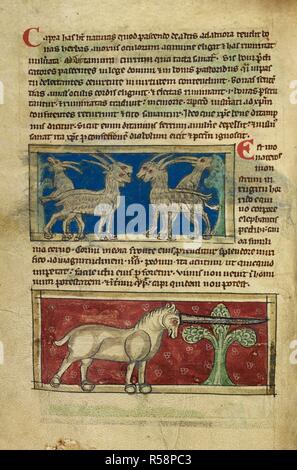 Miniature of wild goats. Bestiary. England, 2nd or 3rd quarter of the ...