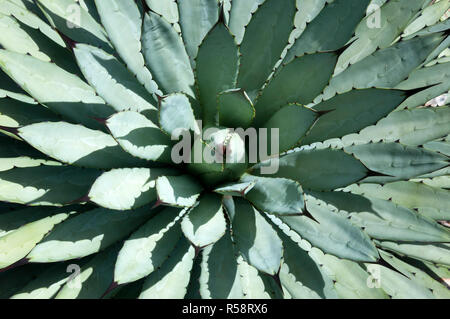 Sydney Australia, blue emperor agave plants in cactus garden Stock ...