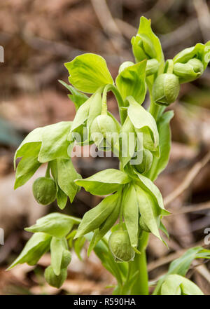 Stinking hellebore, detail Stock Photo - Alamy