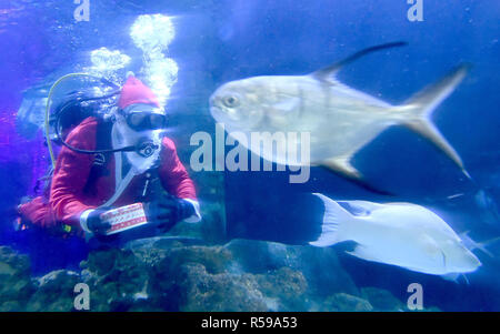 Hannover, Germany. 30th Nov, 2018. A diving Santa Claus feeds algae ...