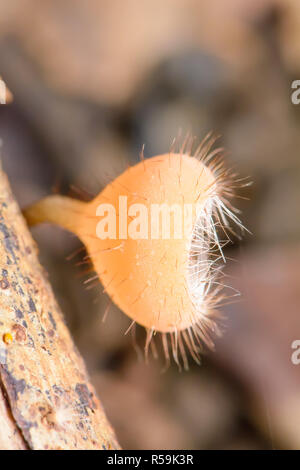 Cup Fungus, Cookeina sulcipes Stock Photo - Alamy