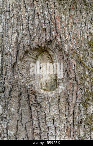 detail bark piece section segment part area material nature natural ...