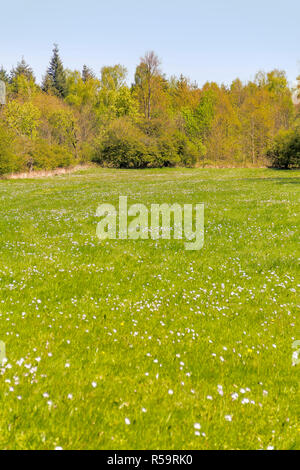 bucolic, field, acre, meadow, scenery, countryside, nature, corridor ...