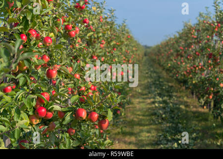 apple orchard before harvesting Stock Photo - Alamy