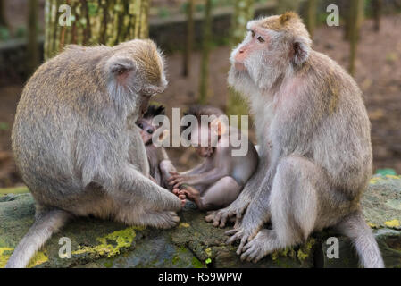Macaque monkeys with cubs at Monkey Forest, Bali, Indonesia Stock Photo ...