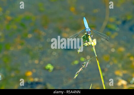 large blue arrowhead,sitting on blade of grass at the pond Stock Photo ...