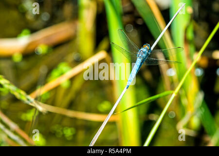 large blue arrowhead,sitting on blade of grass at the pond Stock Photo ...