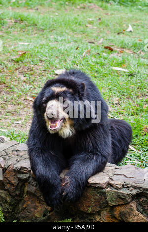 Spectacled Bear (Tremarctos ornatus), in Aguacatillo tree, Maquipucuna ...
