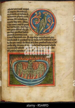 Phoenix on a funeral pyre. Bestiary. England (Salisbury?); 1230-1240 ...