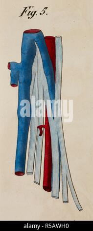 Anatomical drawing, Tendon, Nerve, Blood vessel, Anatomical print of ...