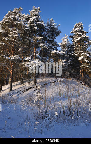 Beginning of winter. Covered with snow caps trees in one of the frosty ...