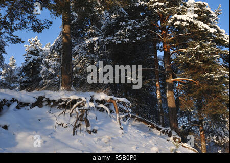 Beginning of winter. Covered with snow caps trees in one of the frosty ...
