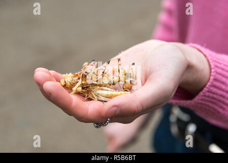 Cooking and eating edible bugs, a great source of protein and meat ...