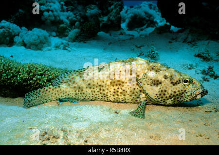 Greasy Grouper, Estuary Rock-cod, Greasy Rockcod or Spotted Grouper ...