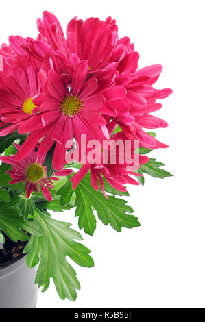 purple pink Mums (Chrysanthemums Stock Photo - Alamy