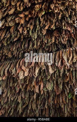 Cuba, Pinar del Rio, San Luis. Cuban Tobacco plants in greenhouse at ...