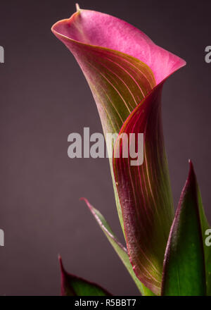 Low-Key Calla Lily Flower Stock Photo - Alamy