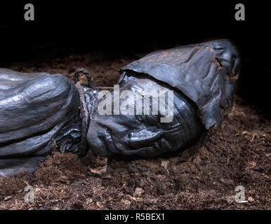 Tollund Man, Denmark. The mummified body of Tollund Man, a 4th century ...