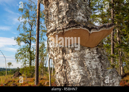 Big Tree Fungus On A Birch Trunk Stock Photo - Alamy