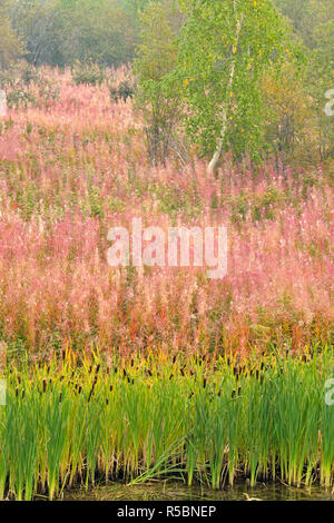 Wetlands near Yellowknife, Northwest Territories, Canada Stock Photo ...