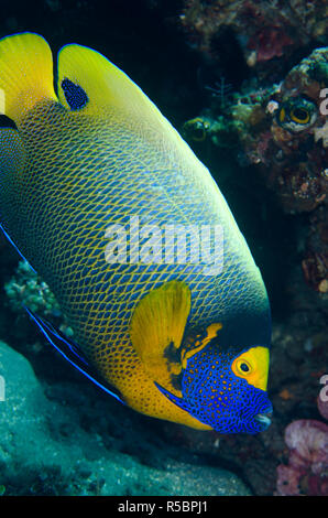 Yellowmask Angelfish, Pomacanthus xanthometopon, Pyramids dive site ...