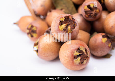 MEDLAR or MISPEL (MESPILUS GERMANICA) autumn fruits over white ...