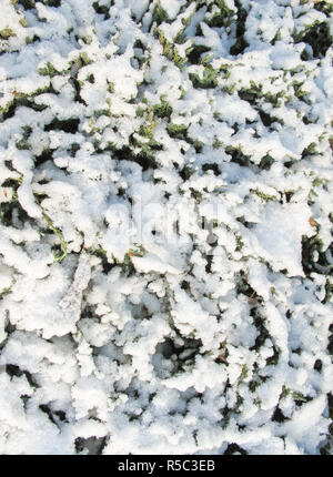The texture of many conifer tree branches covered with snow and red ...