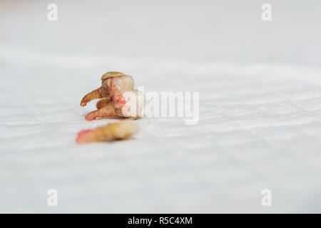 Dog tooth extracted. Pulp infection. Tartar Stock Photo - Alamy