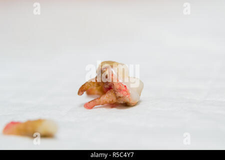 Dog tooth extracted. Pulp infection. Tartar Stock Photo - Alamy