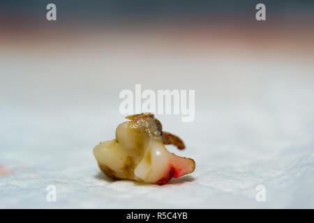 Dog tooth extracted. Pulp infection. Tartar Stock Photo - Alamy