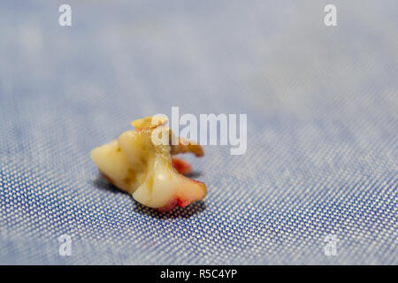 Dog tooth extracted. Pulp infection. Tartar Stock Photo - Alamy