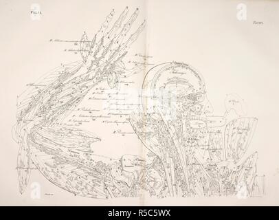 Anatomical drawing of the Muscular system. Back of head, neck ...