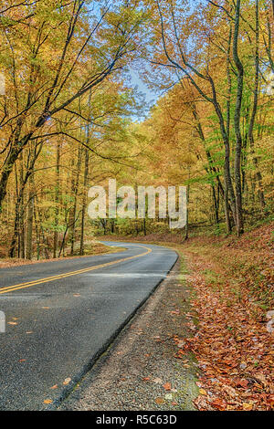 Vertical shot of a curving road through a beautiful green forest Stock ...