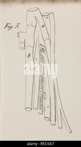 Anatomical drawing, Tendon, Nerve, Blood vessel, Anatomical print of ...