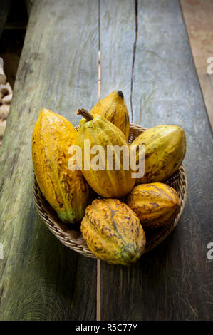 La Virgen, Costa Rica - A cacao pod grows on a tree at the Tirimbina ...
