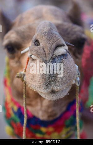Decorated Camel Face Close up Picture in Indian desert rural village ...