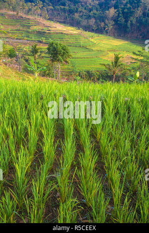 Indonesia, Java, Magelang, Rice paddies near Borobudur Stock Photo - Alamy