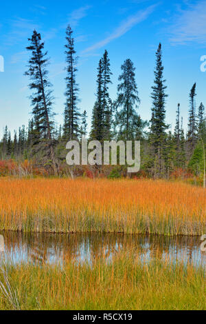 Wetland marsh ponds fall boreal forest taiga Yukon Stock Photo - Alamy