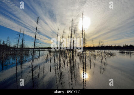 Burned trees in a boreal forest fire zone, Behchoko, Northwest ...