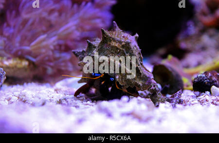 Dwarf Red Tip Hermit Crab (Clibanarius sp Stock Photo - Alamy