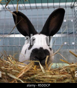 Germany. 01 December 2018, Brandenburg, Paaren/Glien: Leonie (8) from ...