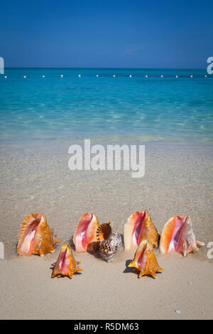 Conch Shells, Cornwall Beach, Montego Bay, Jamaica, Caribbean Stock ...