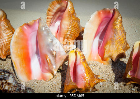 Conch Shells, Cornwall Beach, Montego Bay, Jamaica, Caribbean Stock ...
