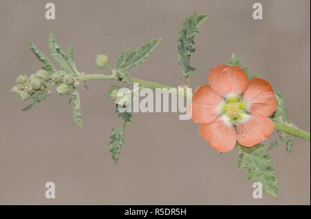 Copper Globemallow, Sphaeralcea angustifolia Stock Photo - Alamy