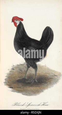Black Spanish Chickens Stock Photo - Alamy