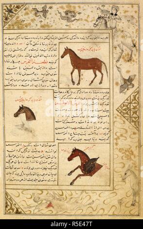 Pegasus and Equuleus Stock Photo - Alamy