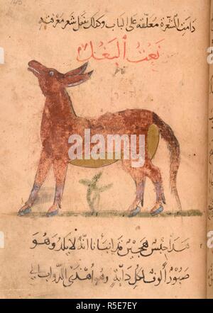 Kitab al-Hayawan (Book of Animals), 9th century Arabic text by Al-Jahiz ...